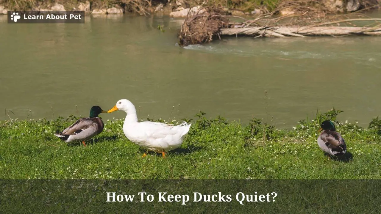 How To Keep Ducks Quiet? (7 Interesting Facts) - 2025