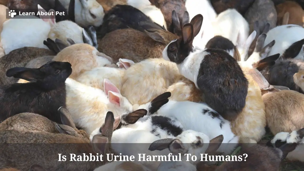 Is Rabbit Urine Harmful To Humans? 7 Clear Facts - 2025