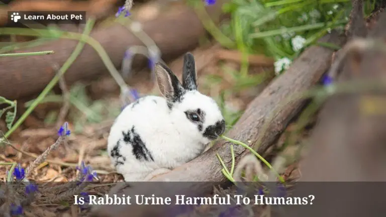 Is Rabbit Urine Harmful To Humans? 7 Clear Facts - 2024