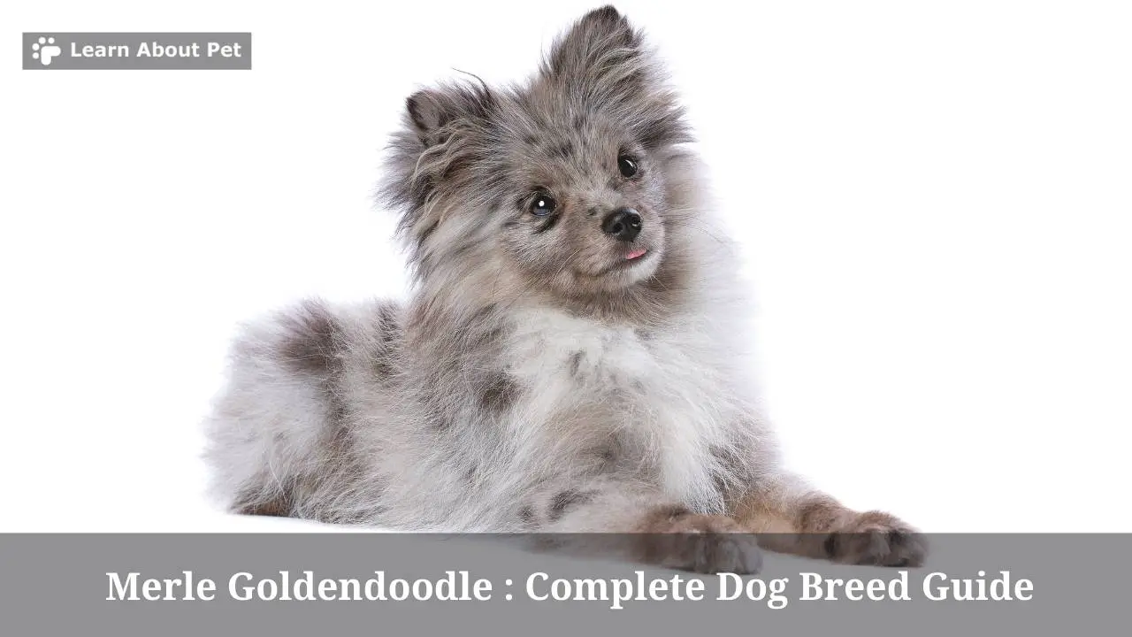 Merle Goldendoodle : (Complete Clear Dog Breed Guide) - 2025