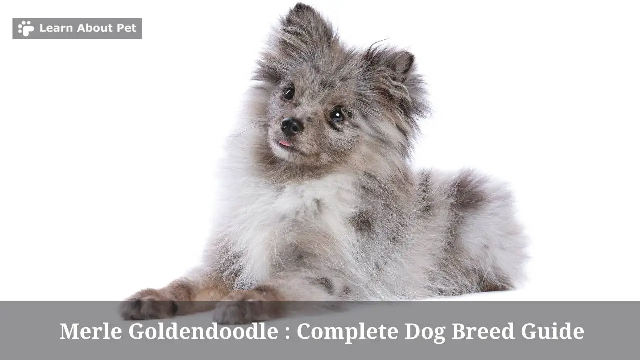 Merle Goldendoodle : (Complete Clear Dog Breed Guide) - 2024