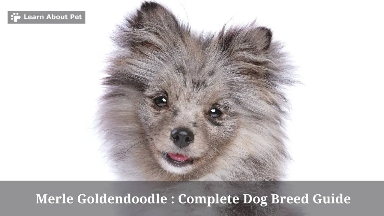 Merle Goldendoodle : (Complete Clear Dog Breed Guide) - 2024