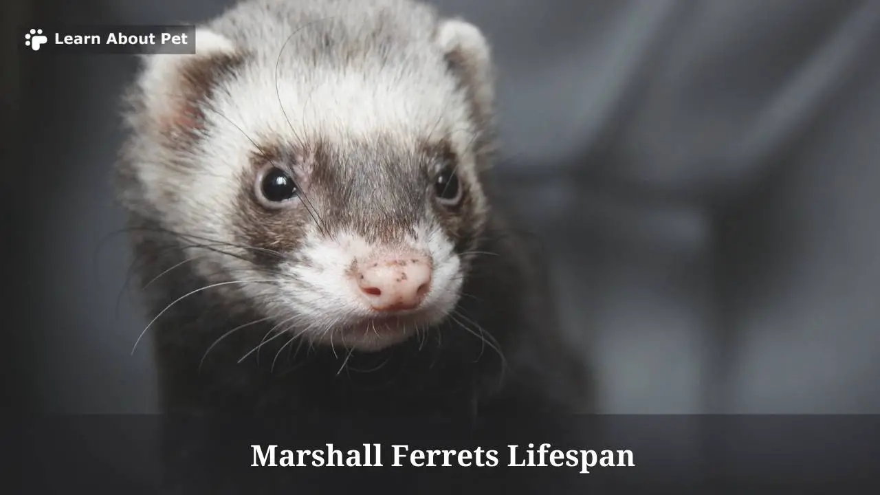 Marshall Ferrets Lifespan : (7 Interesting Facts) - 2025