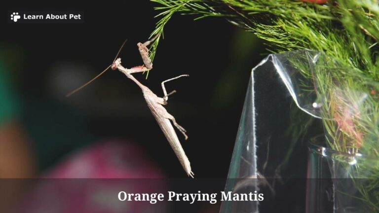 Orange Praying Mantis : (9 Interesting Facts) - 2024