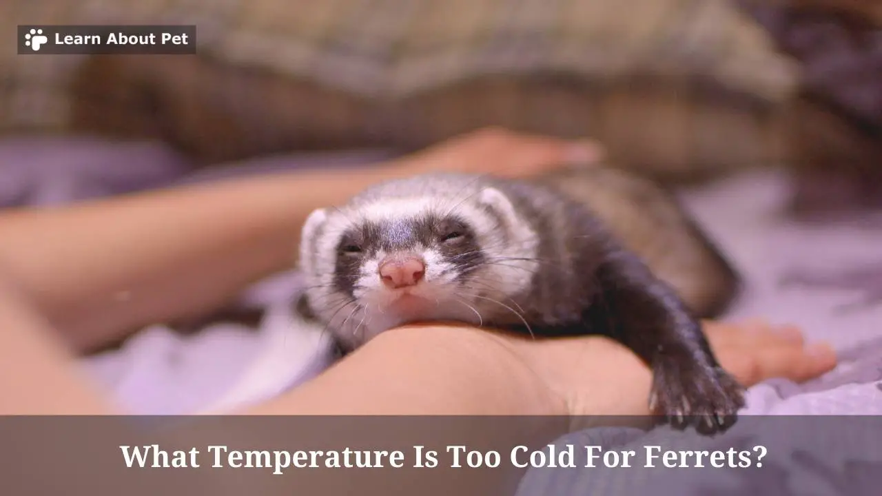 What Temperature Is Too Cold For Ferrets? (7 Important Facts)
