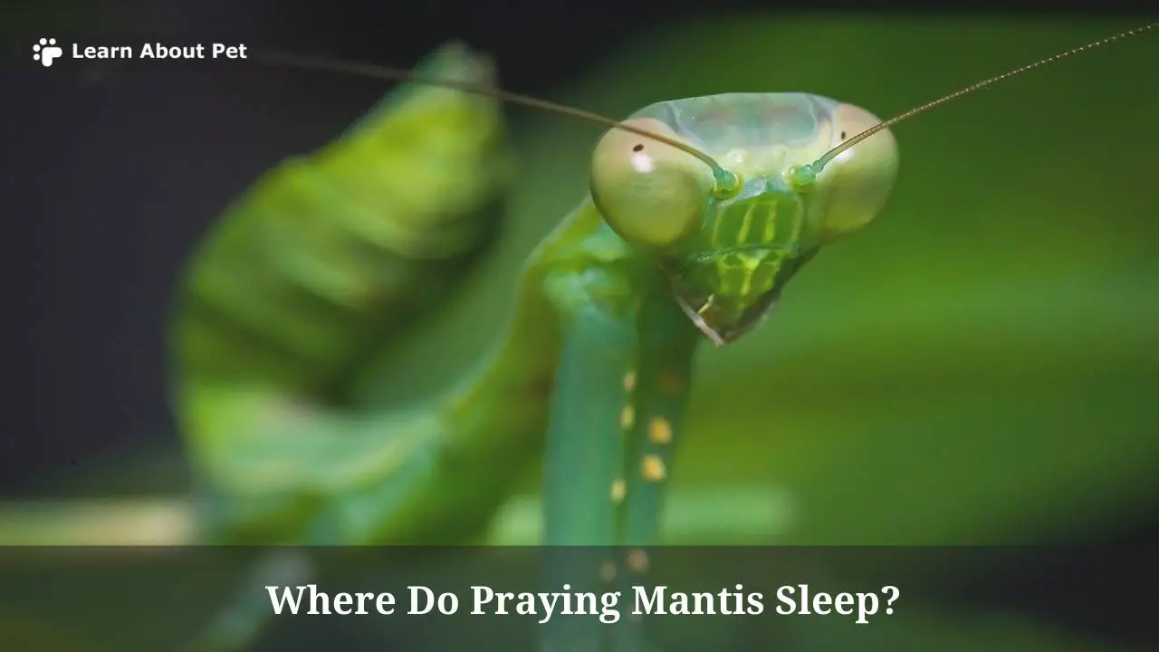 Where Do Praying Mantis Sleep? (5 Cool Facts) - 2025
