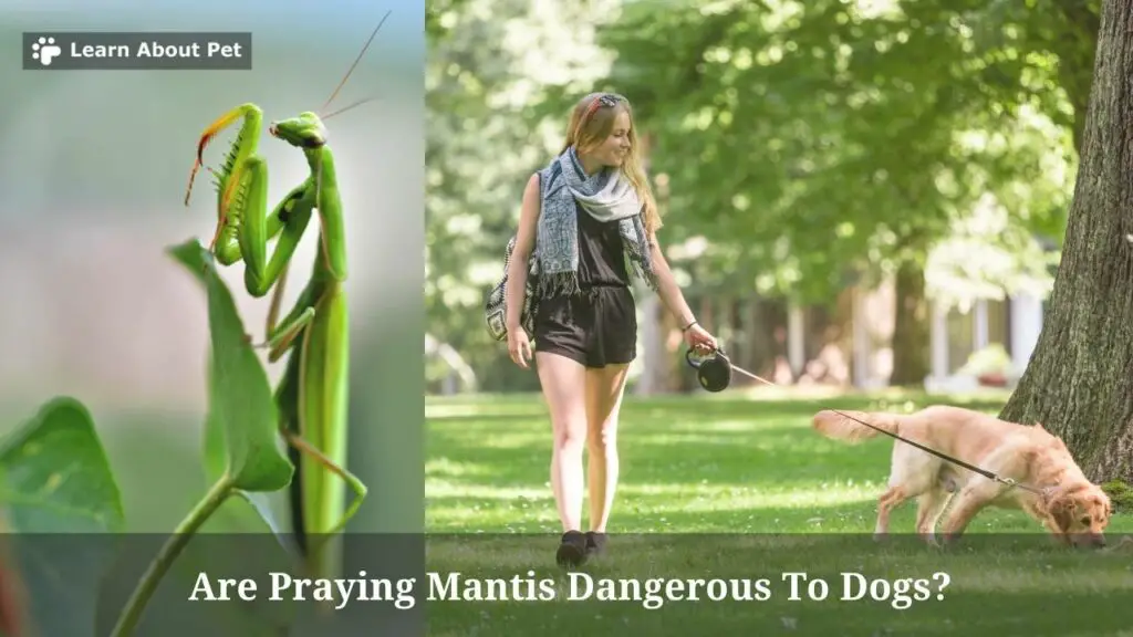 Are Praying Mantis Dangerous To Dogs? (7 Key Facts) - Learn About Pet