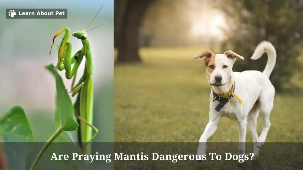 Are Praying Mantis Dangerous To Dogs? (7 Key Facts) - Learn About Pet