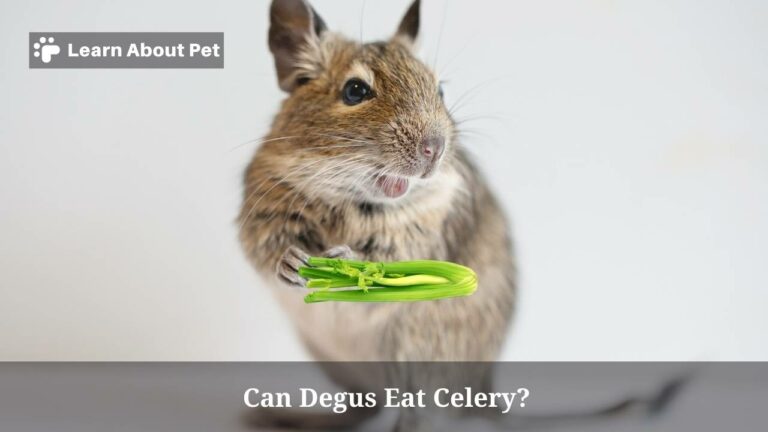 Can Degus Eat Celery? (7 Interesting Facts) - 2025