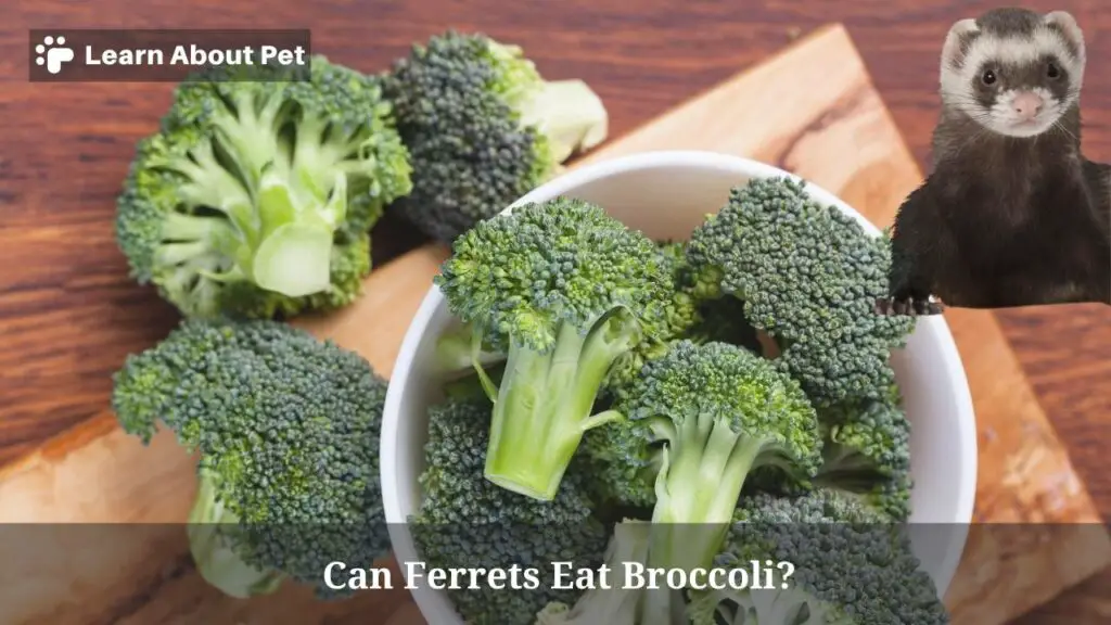 Can Ferrets Eat Broccoli? (7 Interesting Facts) - 2026