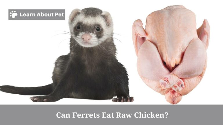 Can Ferrets Eat Raw Chicken? (7 Interesting Facts) - 2025