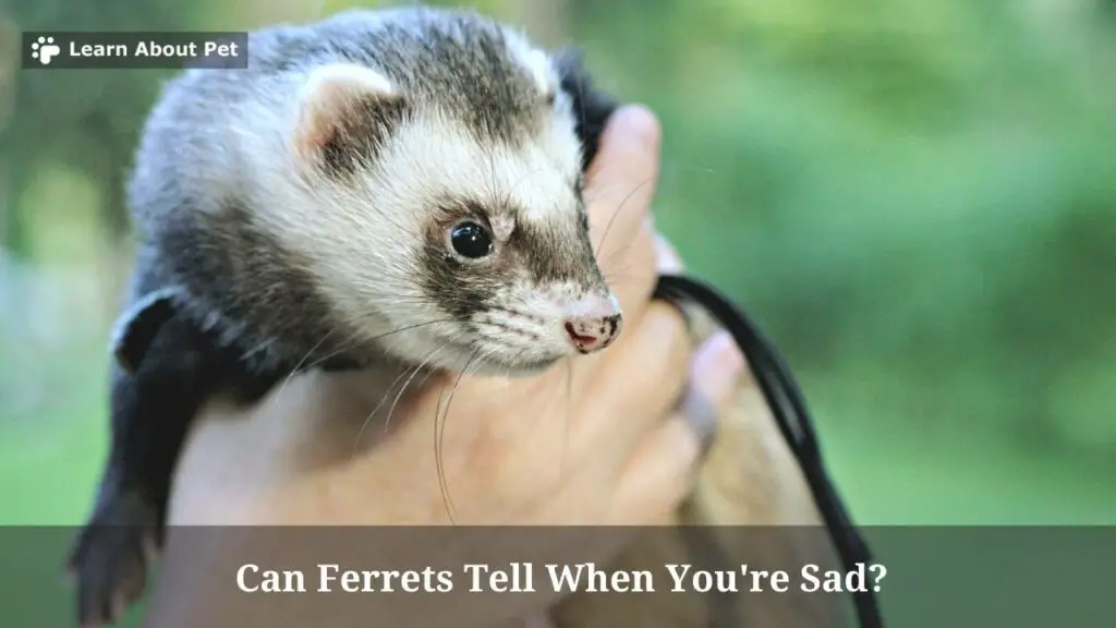 Can Ferrets Tell When You're Sad? (7 Cool Facts) - 2025