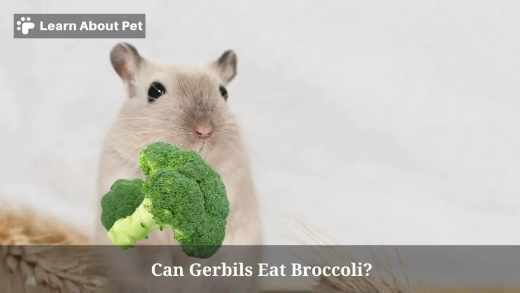 Can Gerbils Eat Broccoli? (7 Interesting Facts) - 2024