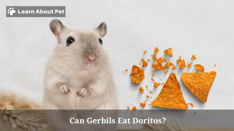 Can Gerbils Eat Doritos? (5 Interesting Facts) - 2025