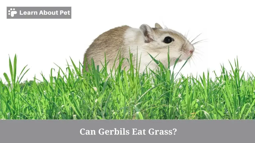 Can Gerbils Eat Grass? (7 Interesting Facts) - 2025