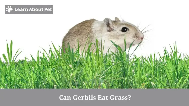 Can Gerbils Eat Grass? (7 Interesting Facts) - 2023