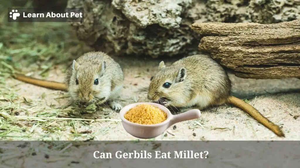 Can Gerbils Eat Millet? (5 Interesting Facts) - 2025
