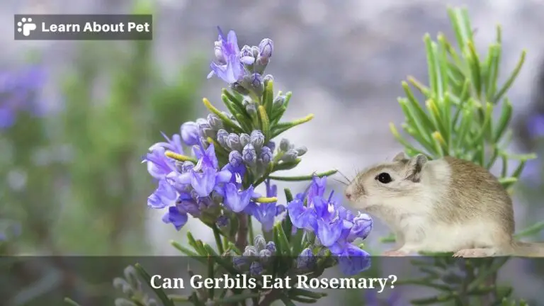Can Gerbils Eat Rosemary? (5 Interesting Facts) - 2025