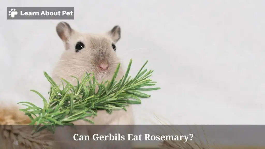 Can Gerbils Eat Rosemary? (5 Interesting Facts) - 2025