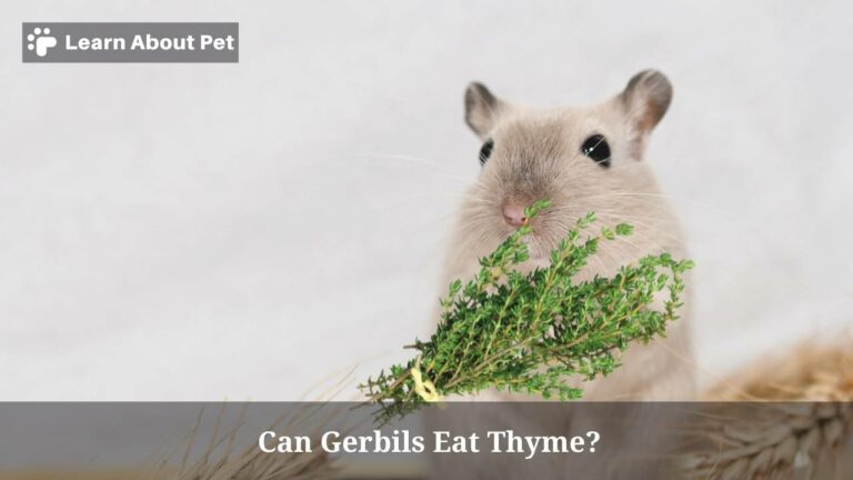 Can Gerbils Eat Thyme? (5 Interesting Facts) - 2026