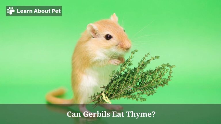 Can Gerbils Eat Thyme? (5 Interesting Facts) - 2026
