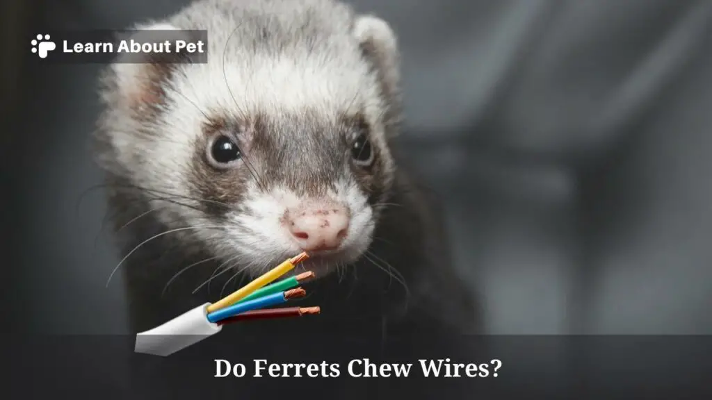 Do Ferrets Chew Wires? (7 Interesting Facts) - 2025