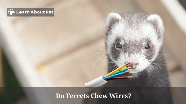 Do Ferrets Chew Wires? (7 Interesting Facts) - 2025