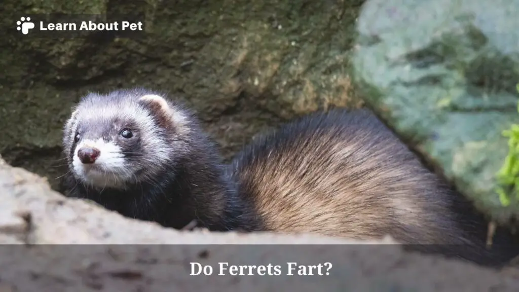 Do Ferrets Fart? Do Ferret Farts Smell? (7 Clear Facts) 2025