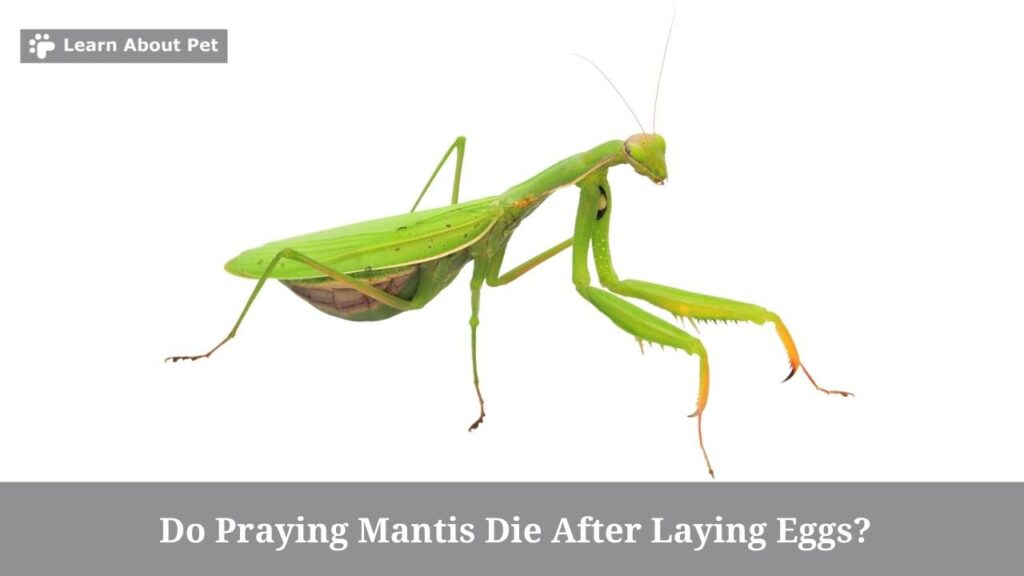 Do Praying Mantis Die After Laying Eggs? (9 Clear Facts) - 2025