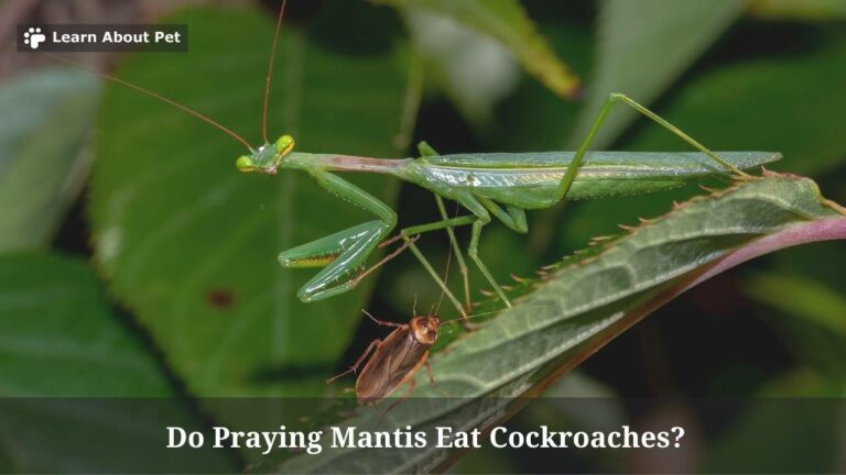 Do Praying Mantis Eat Cockroaches? (7 Clear Facts) - 2024