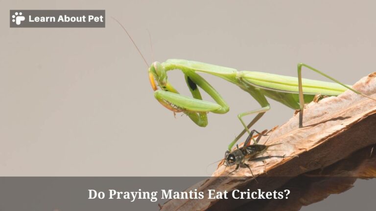 Do Praying Mantis Eat Crickets? (7 Clear Food Facts) - 2025