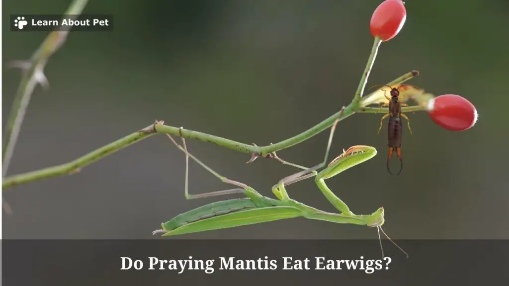 Do Praying Mantis Eat Earwigs? (7 Interesting Facts) - 2025