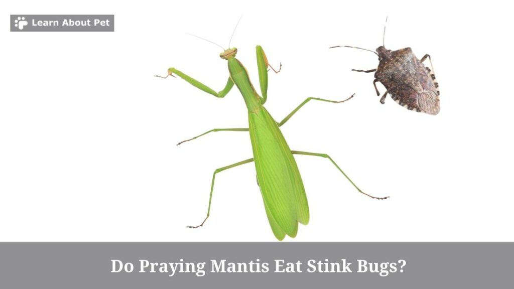 Do Praying Mantis Eat Stink Bugs? (7 Interesting Facts) 2023