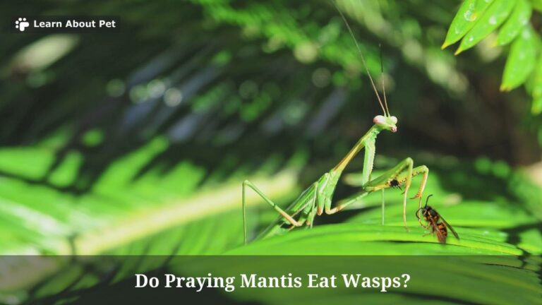 Do Praying Mantis Eat Wasps? (7 Interesting Facts) - 2025