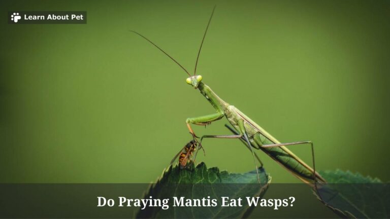 Do Praying Mantis Eat Wasps? (7 Interesting Facts) - 2025