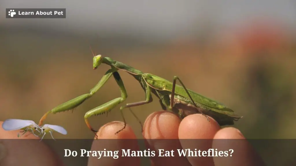 Do Praying Mantis Eat Whiteflies? (5 Interesting Facts)