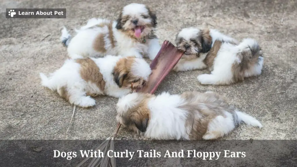 Dogs With Curly Tails And Floppy Ears : (7 Cool Breeds) 2025