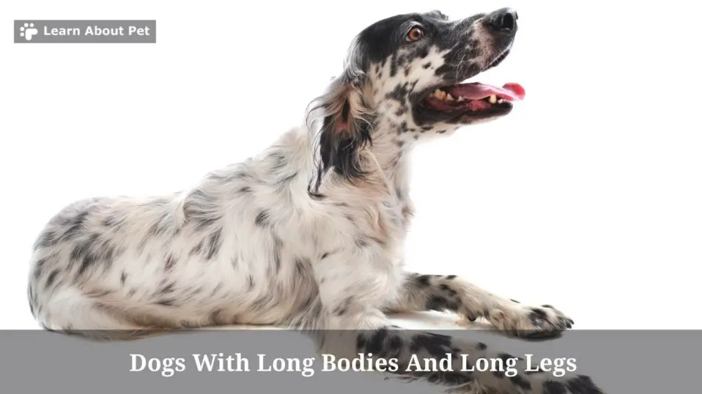 Dogs With Long Bodies And Long Legs : (7 Cool Breeds) - 2025