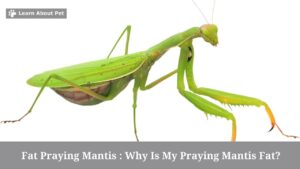 Fat Praying Mantis : Why Is My Praying Mantis Fat? (5 Clear Reasons) - 2025