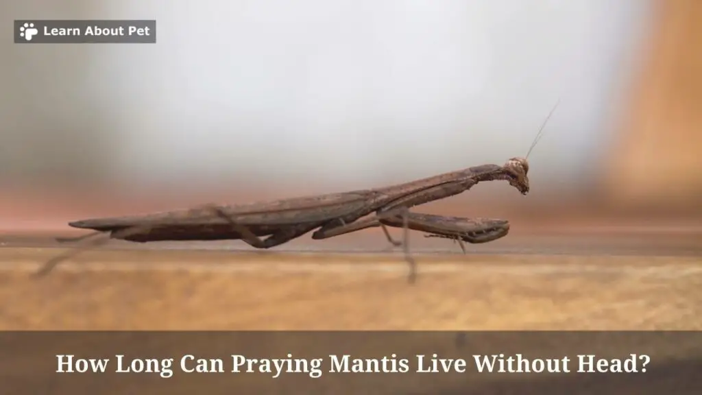 How Long Can Praying Mantis Live Without Head? (5 Clear Facts)
