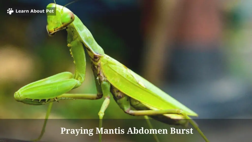 Praying Mantis Abdomen Burst : (9 Important Facts) - 2026