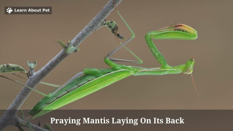 Praying Mantis Laying On Its Back : (7 Menacing Facts) - 2025