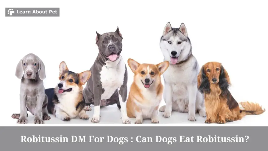 Robitussin DM For Dogs : Is Robitussin Safe For Dogs? (9 Clear Facts)