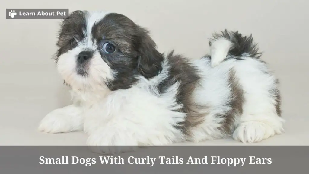 Dogs With Curly Tails And Floppy Ears : (7 Cool Breeds) 2025