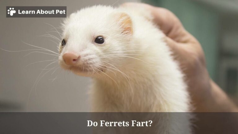 Do Ferrets Fart? Do Ferret Farts Smell? (7 Clear Facts) 2026