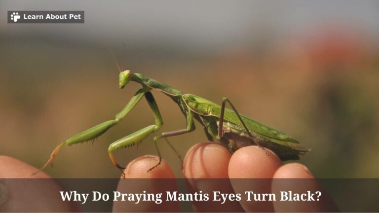 Why Do Praying Mantis Eyes Turn Black? (3 Clear Reasons)