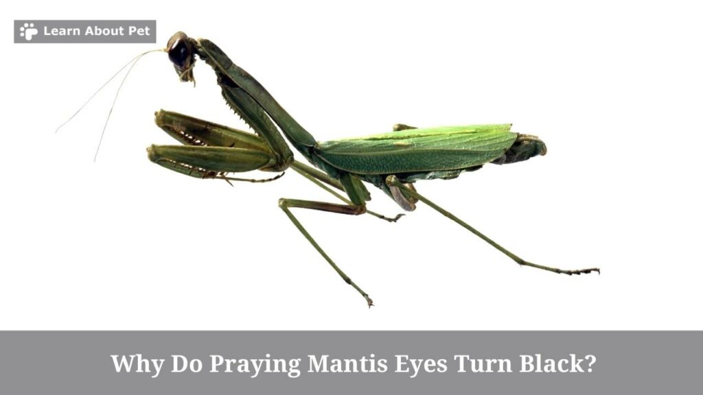 Why Do Praying Mantis Eyes Turn Black? (3 Clear Reasons)