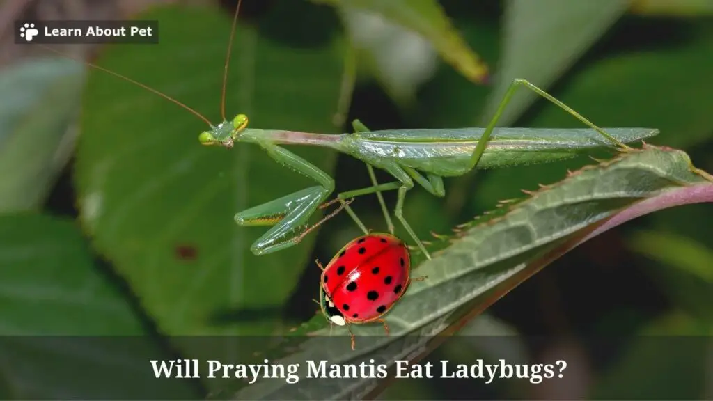 Will Praying Mantis Eat Ladybugs? (7 Interesting Facts) 2025