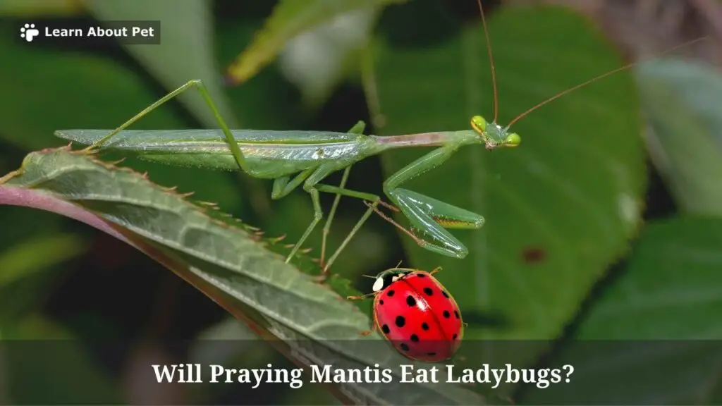 Will Praying Mantis Eat Ladybugs? (7 Interesting Facts) 2025