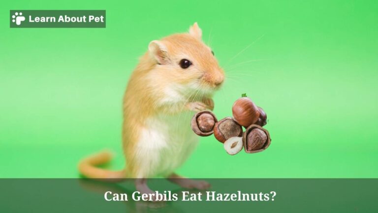 Can Gerbils Eat Hazelnuts? (5 Interesting Facts) - 2025